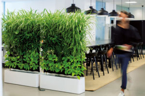 15 Natural Plant Wall Ideas for Room Dividers | Housetodecor.com