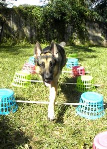 22 Easy DIY Dog Playground Ideas For Small Backyard | Housetodecor.com