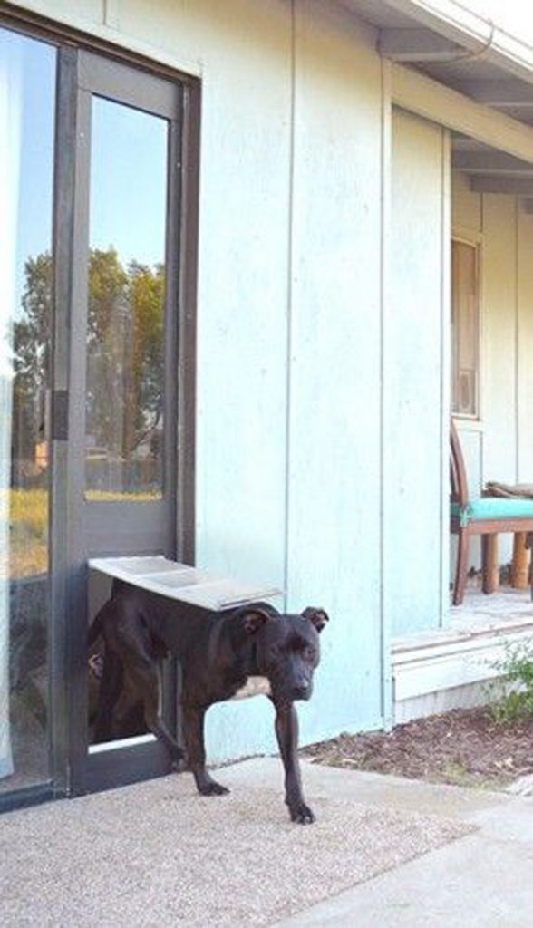 27 Trendy Dog Door Ideas That Your Pet Happy | Housetodecor.com