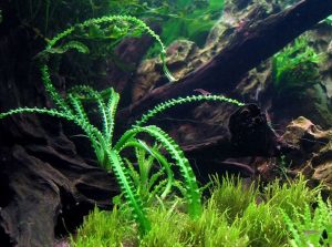 12 Best And Easy-To-Grow Aquascape Plants For Beginners | Housetodecor.com