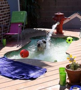 How To Create Awesome Dog Pool In Low Budget | Housetodecor.com