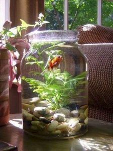 How To Make Mini Aquarium Made From Glass And Vases