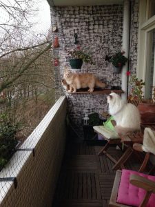 12 Creative Ways To Make Cat-Friendly Balcony | Housetodecor.com