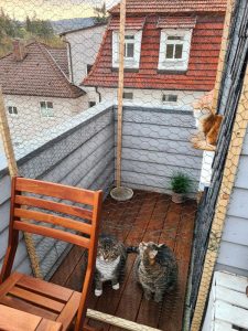 12 Creative Ways To Make Cat-Friendly Balcony | Housetodecor.com