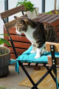 12 Creative Ways To Make Cat-Friendly Balcony | Housetodecor.com